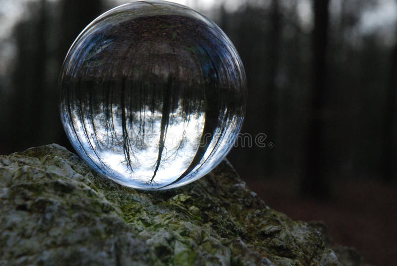 Trees in a crystal ball stock image. Image of sunlight - 243129683