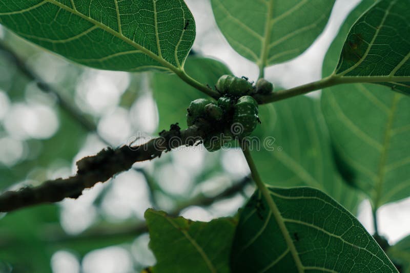 Labnog Tree Scientific Name Discount Compare | www.micoope.com.gt