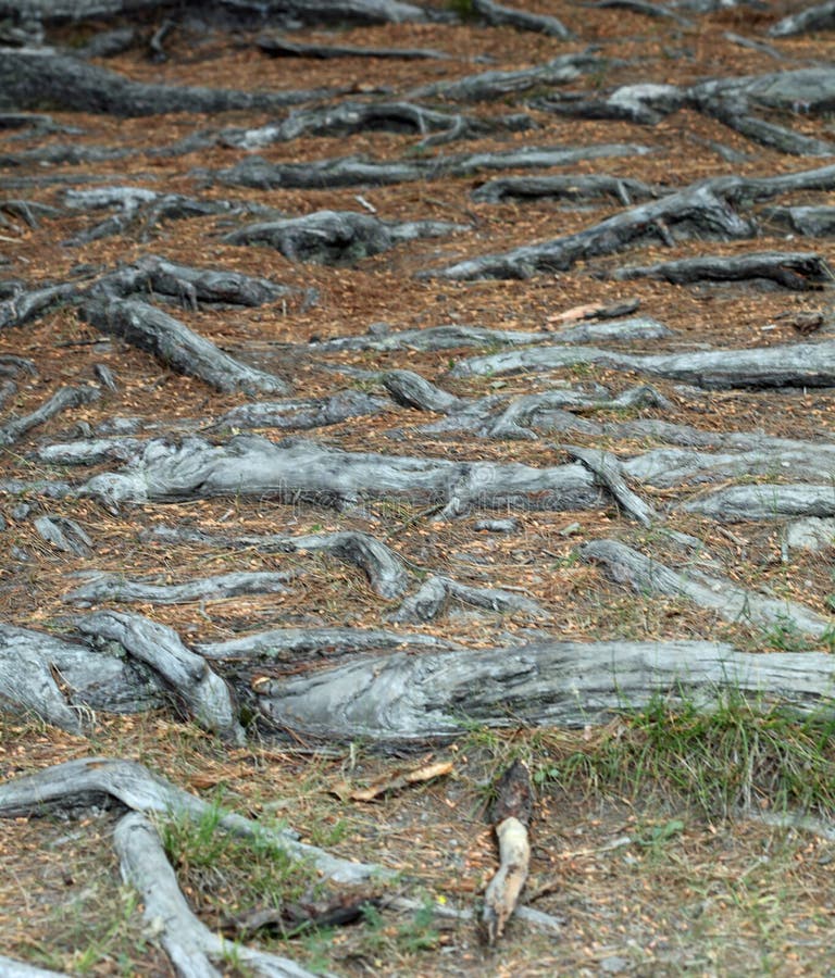 Taken for the Interesting Pattern, Many Tree Roots Sticking Out of the ...
