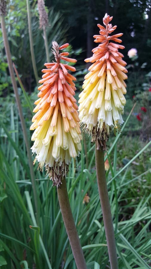 Torch Lily stock photo. Image of macro, flower, lilies - 1502474