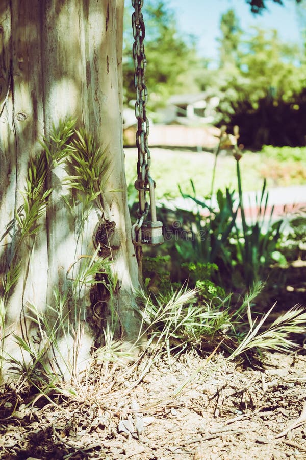 Chain and Lock Hanging from Tree Stock Image - Image of outdoor, green ...