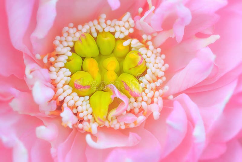 Lotus Core stock photo. Image of fresh, park, pond, blooming - 123524582
