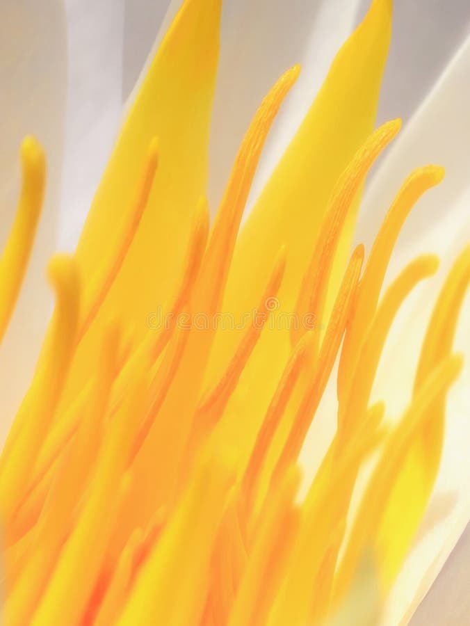 Lotus Core stock image. Image of fresh, petal, natural - 123524463