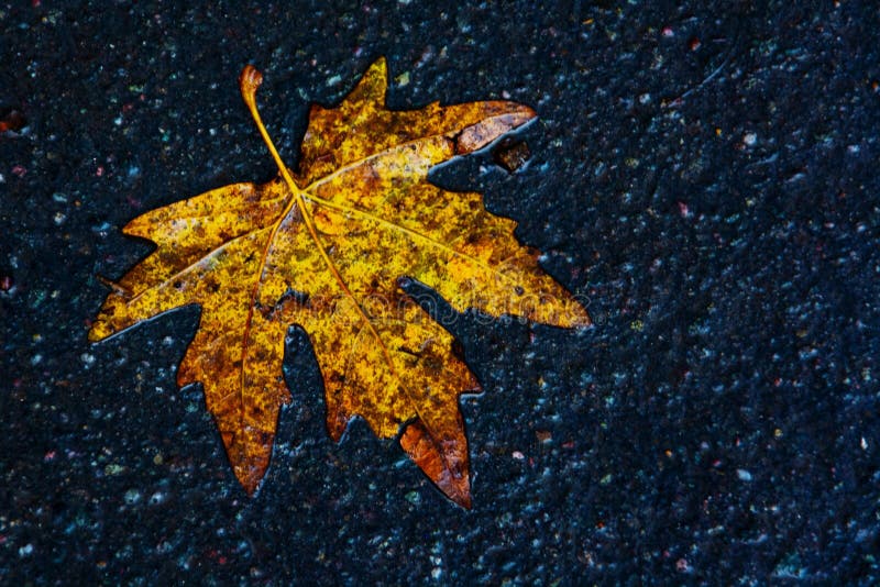 The maple leaf stock photo. Image of india, leaf, maple - 131890438