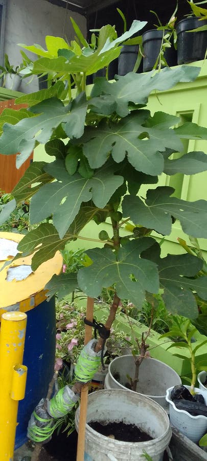 Taken 2 October 2022 the Green Leaf Tree Has a Unique Leaf Shape. Stock ...