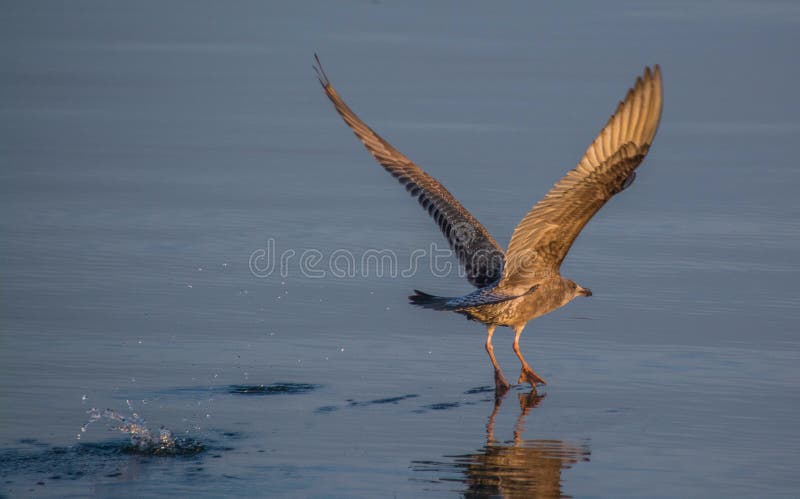 Takeoff stock photo. Image of blue, taking, seagull, lake - 63705688
