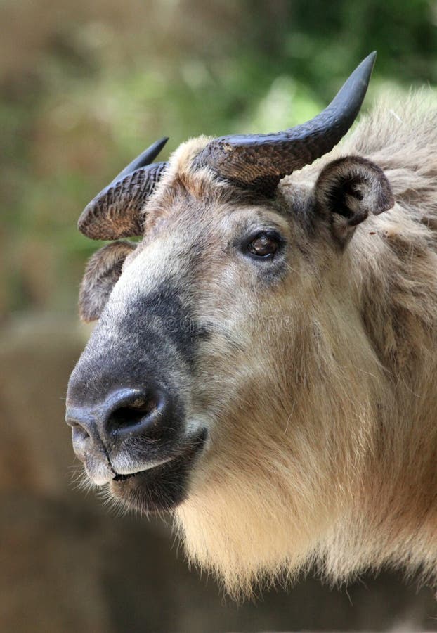 Takin stock image. Image of indian, male, mephoto, grazing - 23266069