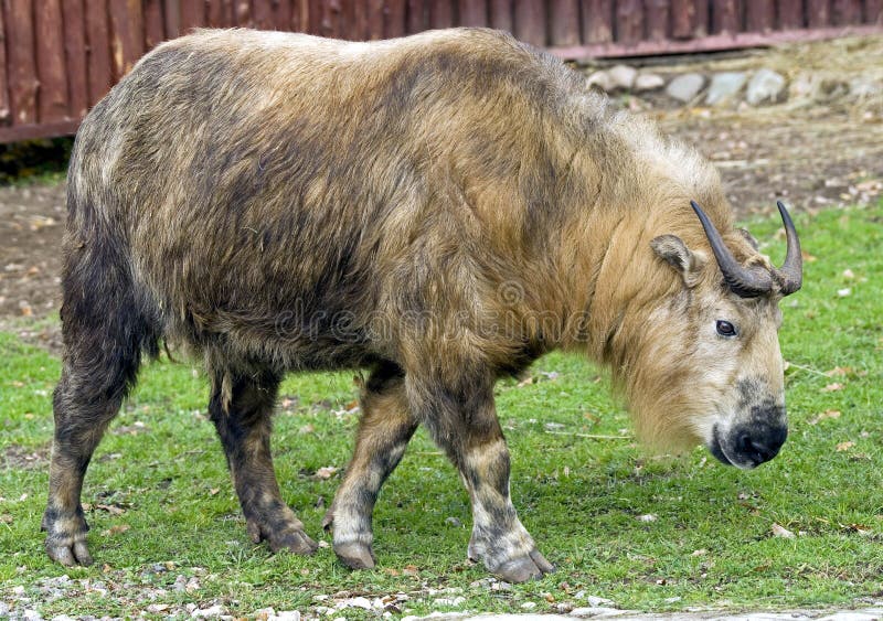Takin 3 stock image. Image of china, bull, golden, ecology - 21942389