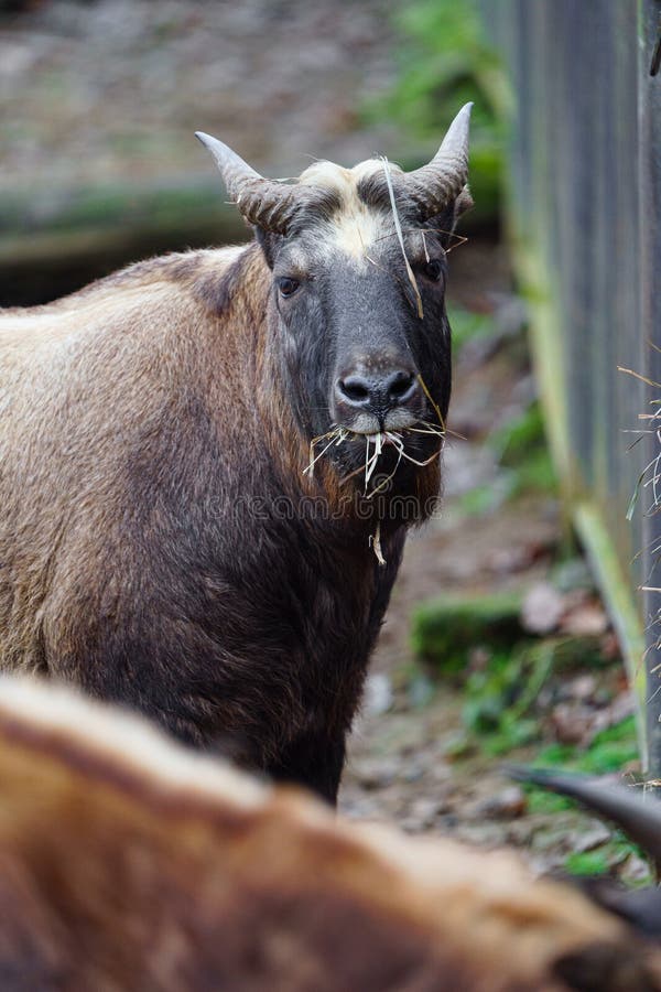 Takin stock photo. Image of funny, antelope, bovine - 269686854