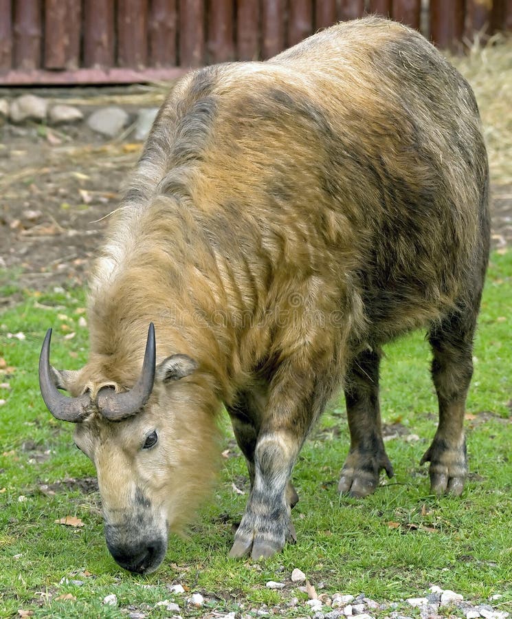 Wild Takin in Chinese Forest Stock Photo - Image of caprinae, gray ...