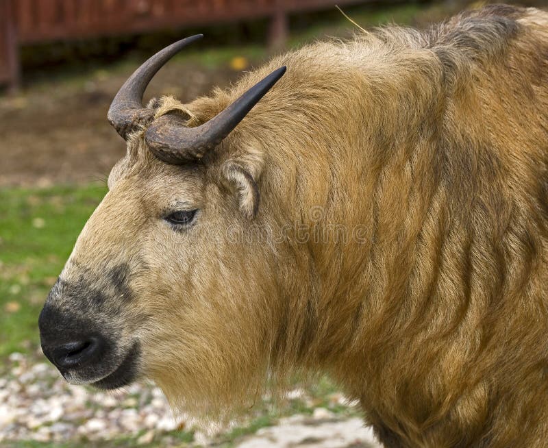 Takin 4 stock image. Image of ecology, tibet, creature - 22488393