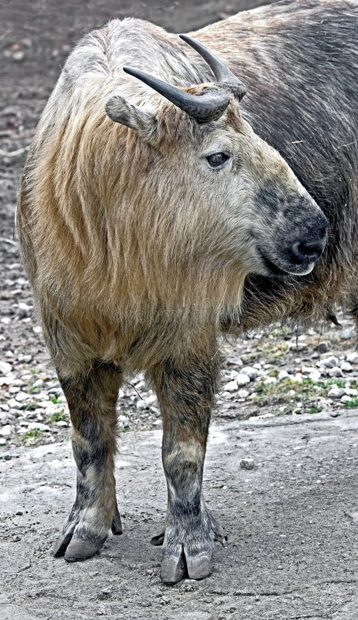 Takin foto de archivo. Imagen de herbivoro, paste, claxon - 50247796