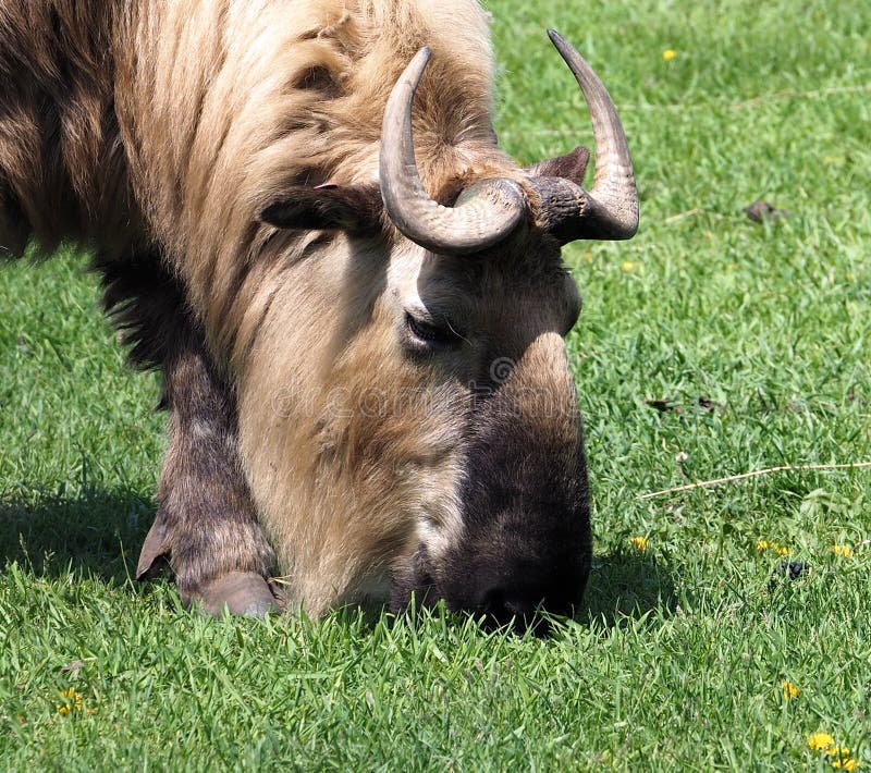 Takin or Budorcas Taxicolor Stock Image - Image of herbivore, takin ...