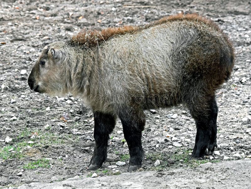 Takin 6 stock photo. Image of horn, zoology, bull, mighty - 48068656