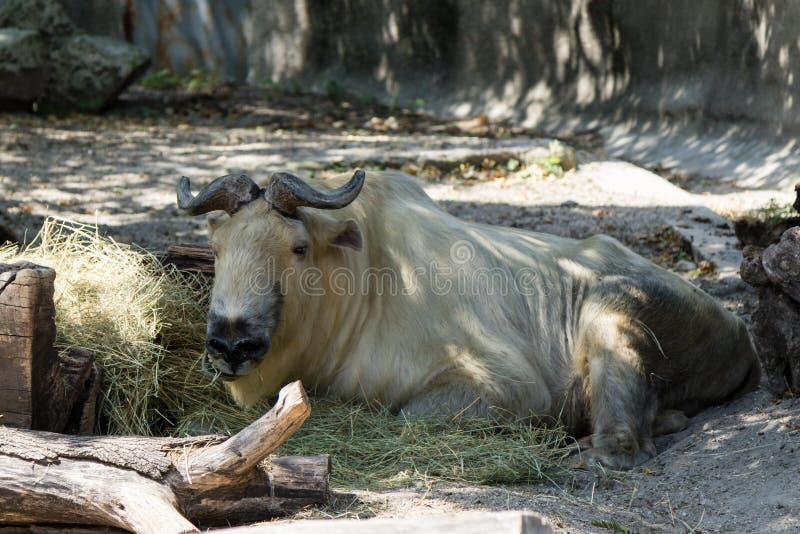Chinese cattle stock image. Image of animal, cattle, green - 15440269
