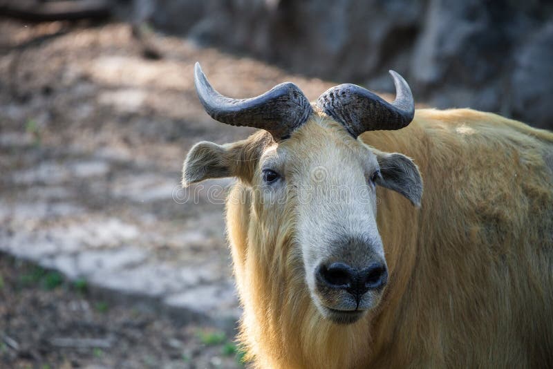 Takin stock image. Image of bhutan, hoofed, face, china - 34028567