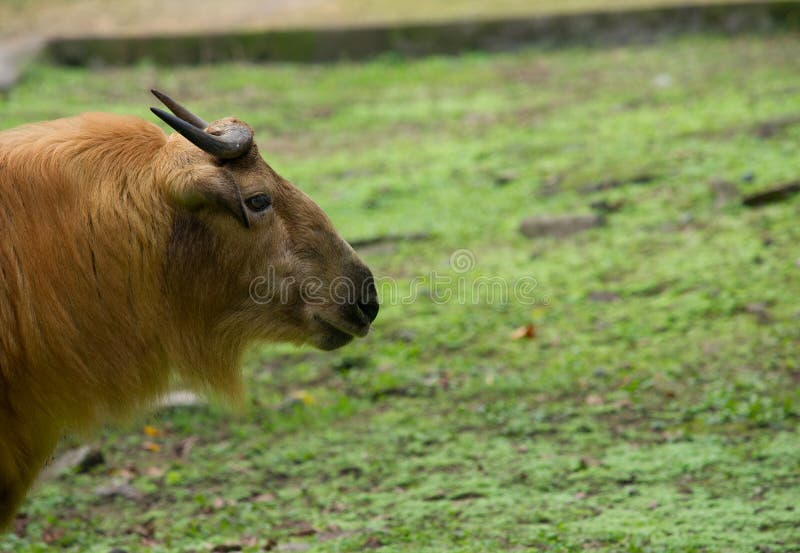 Takin head closeup stock photo. Image of environment - 21709258