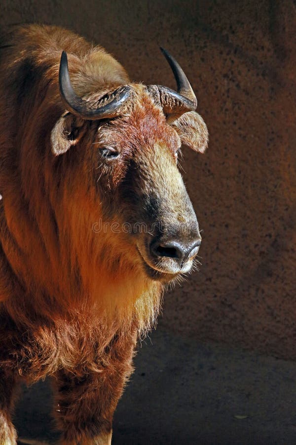 Horn Male Himalayan Goat Stock Photos - Free & Royalty-Free Stock ...