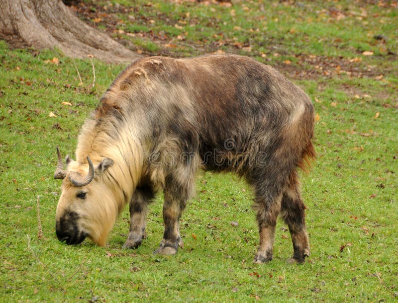 Takin in the Himalayan Mountains Stock Photo - Image of taxicolor ...