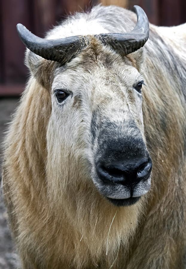 Takin 9 stock photo. Image of zoology, horn, population - 51143422