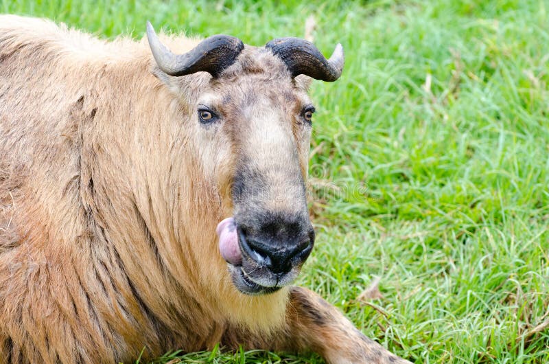 Takin licking lips stock image. Image of nose, chamois - 29368249