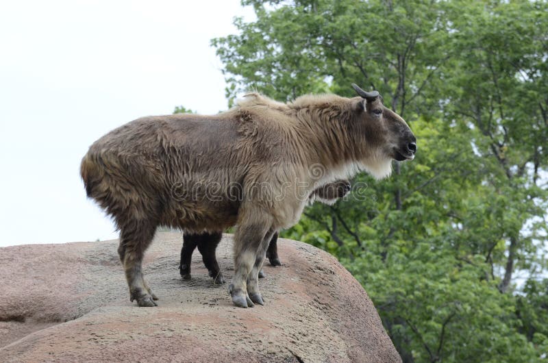 Takin baby kisses dad stock image. Image of hoof, hairy - 34303595