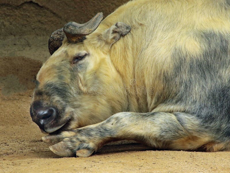 Takin stock image. Image of hair, antelope, hooves, grass - 75686303