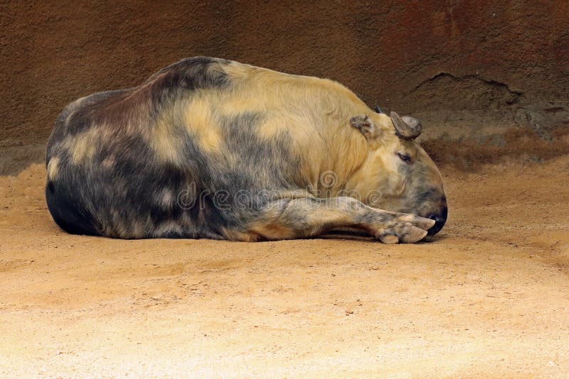 Takin stock photo. Image of grass, grassland, hoof, alpine - 75686338