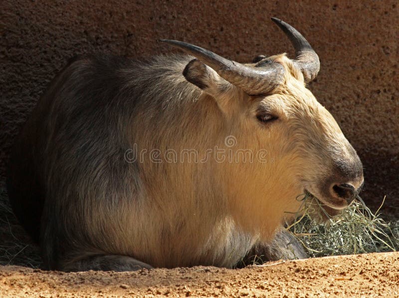 Takin stock photo. Image of goats, hooves, horn, alpine - 47023238