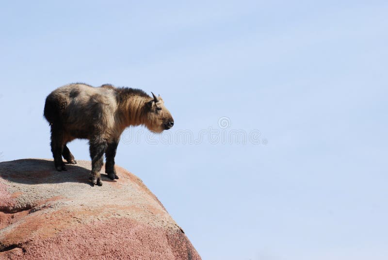 Takin on mountain peak stock image. Image of china, looking - 19250107