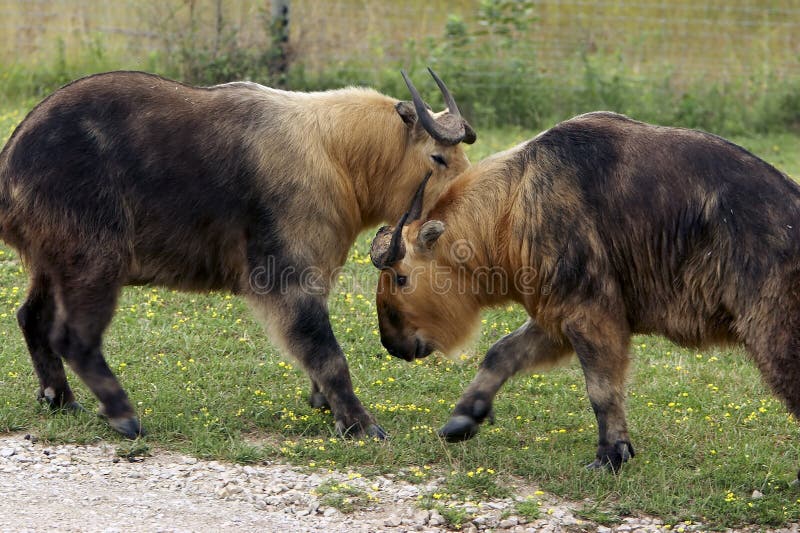 Takin Sparring stock image. Image of hooves, china, musk - 317151