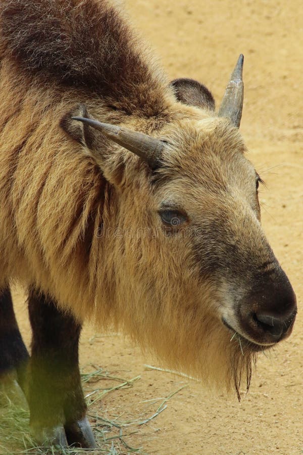 Asian Takin stock image. Image of brown, alpine, grass - 34249525