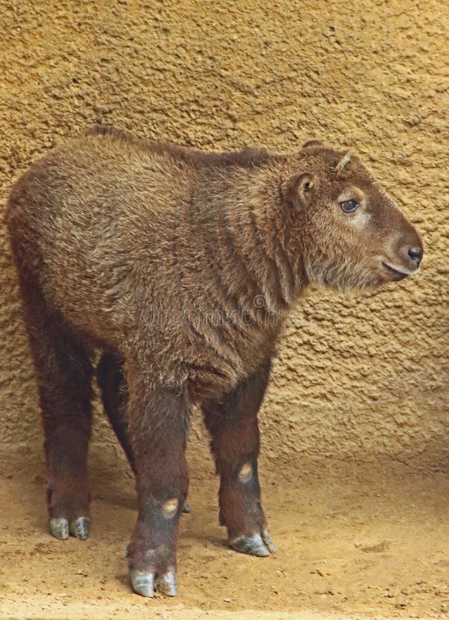 Takin stock image. Image of indian, male, mephoto, grazing - 23266069