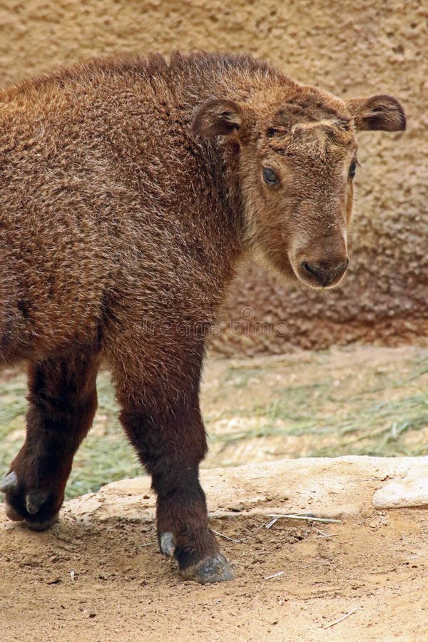 Yak Hooves Stock Photos - Free & Royalty-Free Stock Photos from Dreamstime