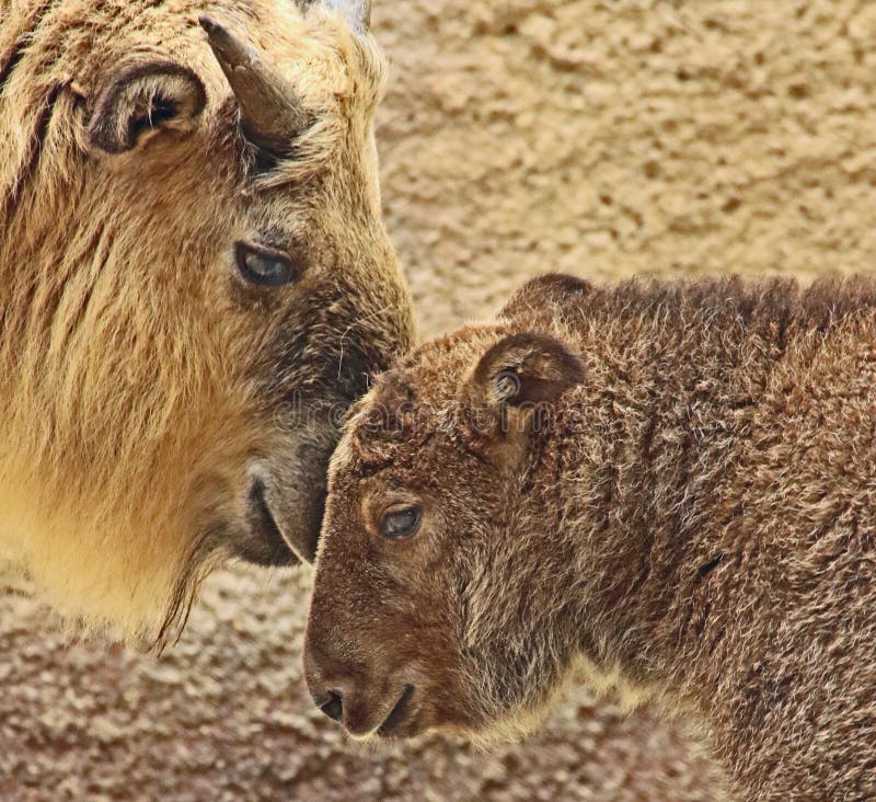 Takin stock image. Image of himalayan, herd, male, asia - 75686231