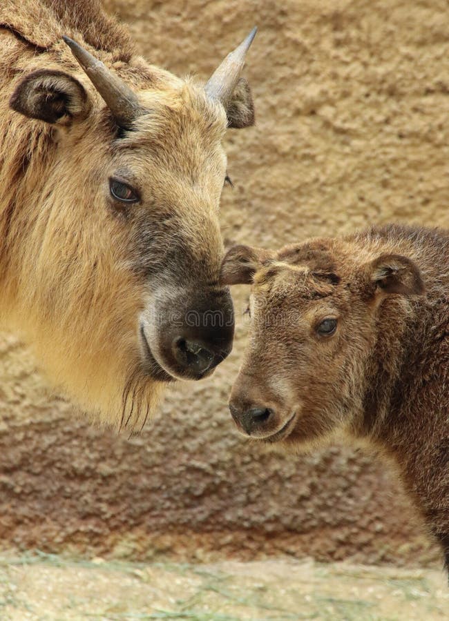 Mother takin and baby stock image. Image of baby, takin - 17158177