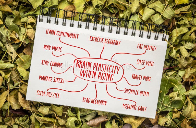 Taking Adventage of Brain Plasticity when Aging - Infographics or Mind ...