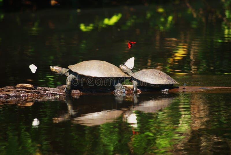 Taking a break stock image. Image of amazon, turtles - 13484275