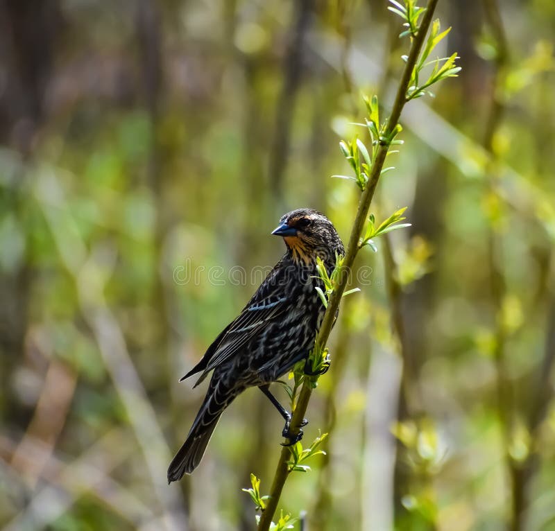 Taking a break from flight stock photo. Image of mammal - 147966424