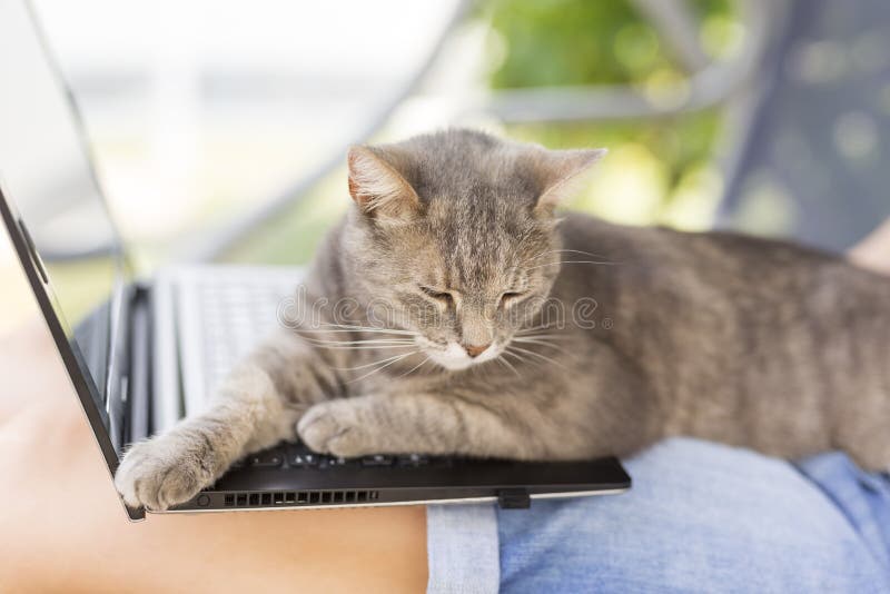 Taking a break stock image. Image of girl, online, kitty - 101559405