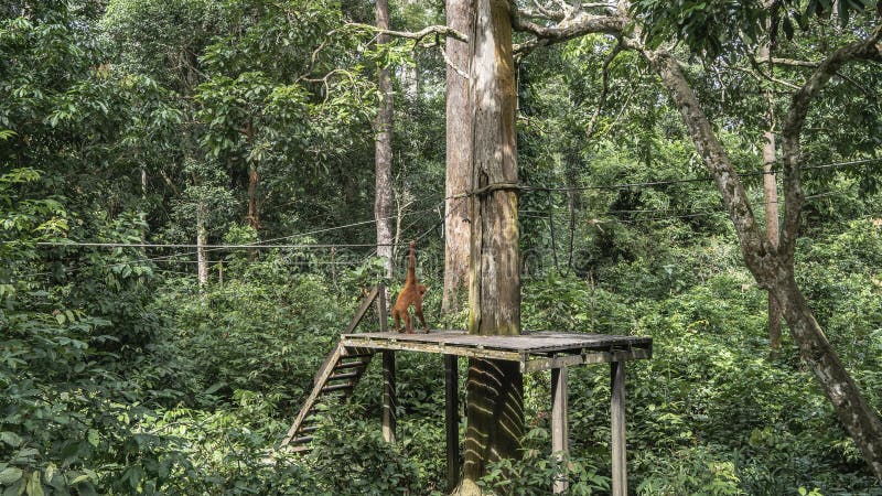 Taking Care of Animals. a Platform for Feeding Monkeys is Installed in ...