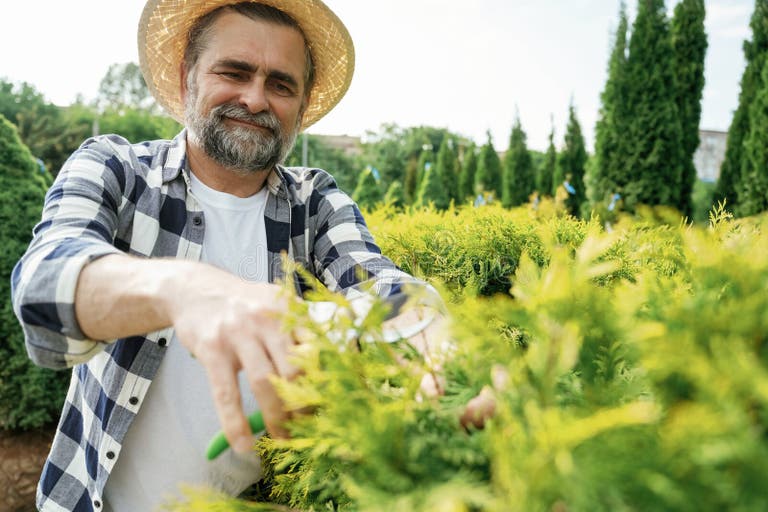 Taking Care of Bush by Using Scissors. Senior Gardener is at Work at ...