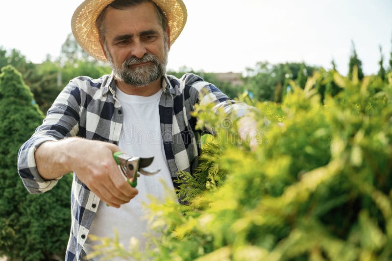 Taking Care of Bush by Using Scissors. Senior Gardener is at Work at ...