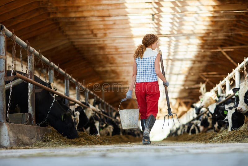 Taking care of cows stock photo. Image of industry, cowshed - 124158156