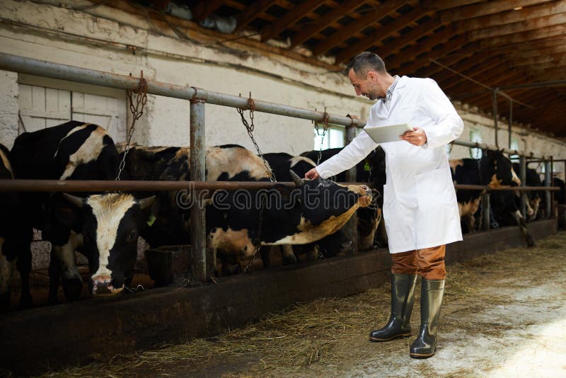 Taking care of cows stock image. Image of meat, livestock - 124157623