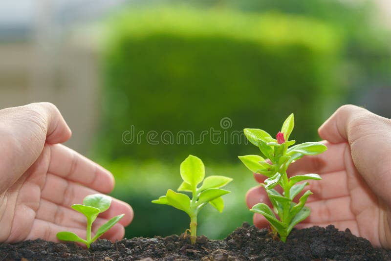 Taking Care of Small Trees with Hands. Stock Photo - Image of summer ...