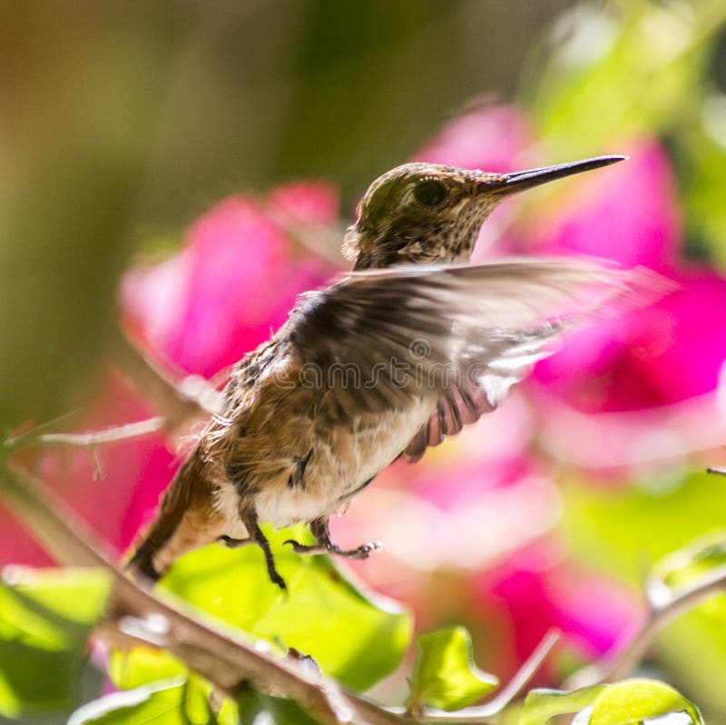 Taking flight stock image. Image of hummingbird, wings - 80056381