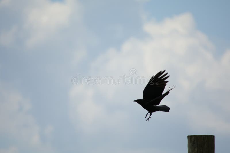 Taking Flight stock image. Image of flight, black, taking - 75122321