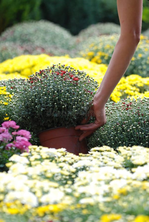 Taking Flower Pot from Mass of Flowers Stock Image - Image of flower ...
