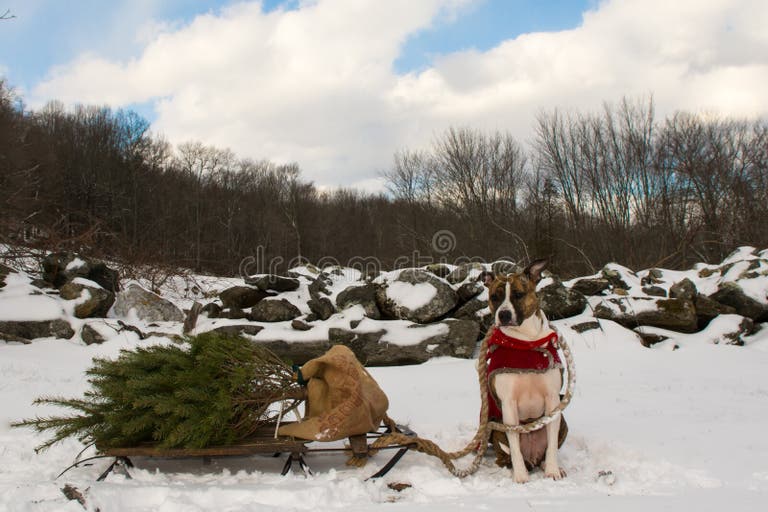 6,034 Christmas Images Bull Stock Photos - Free & Royalty-Free Stock ...